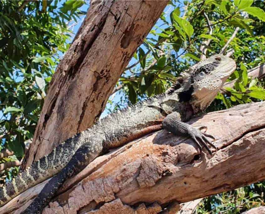 Clontarf Beach and Reserve: The Ultimate Guide
