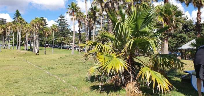 Freshwater Beach: The Perfect Place to Relax and Escape the City