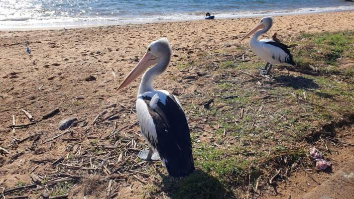 Fishermans Beach: A Hidden Gem on Sydney's Northern Beaches