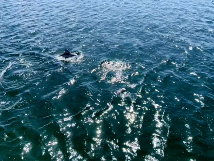 Port Stephens Dolphin Cruise: Fun for the Whole Family - AdventureHQ