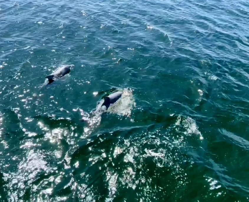 Port Stephens Dolphin Cruise: Fun for the Whole Family - AdventureHQ