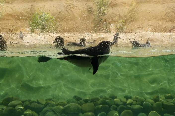 Sea Life Sydney Aquarium - Sea Creatures from Around the World