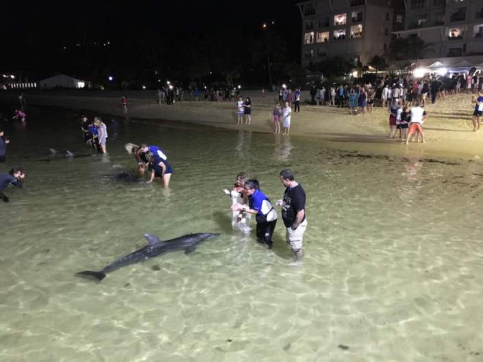 Tangalooma Resort: Holiday Experience Like No Other - AdventureHQ