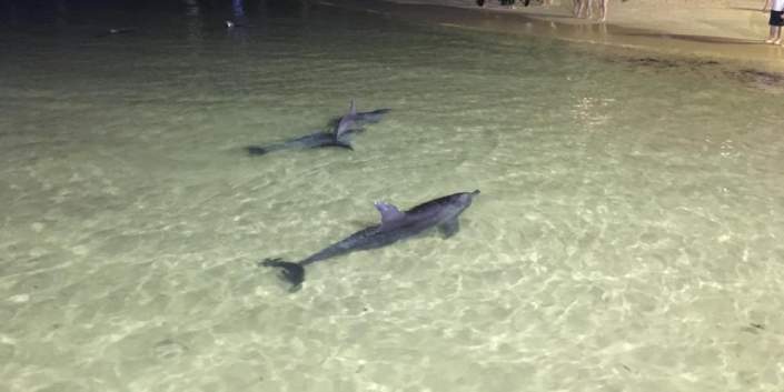 Tangalooma Resort: Holiday Experience Like No Other - AdventureHQ