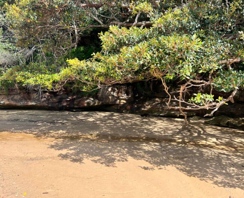 Collins Beach: Escape the Manly Crowds - AdventureHQ