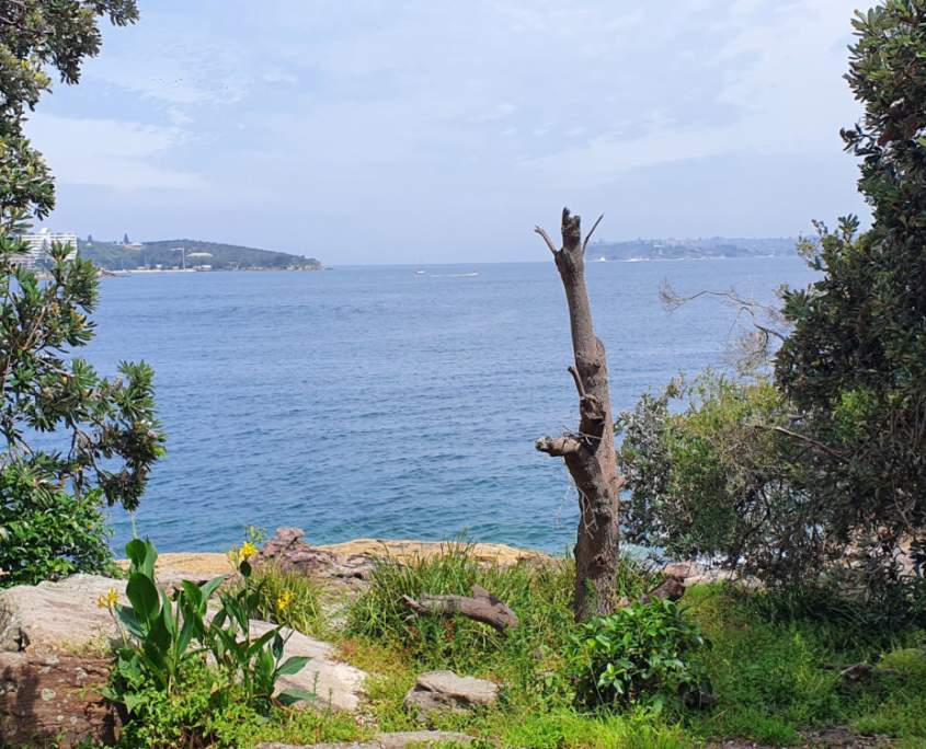 Fairlight Beach: Harbour Views Without the Crowds