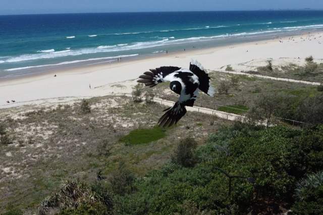 Why Birds Chase Drones and How to Protect Your Drone - AdventureHQ | Travel
